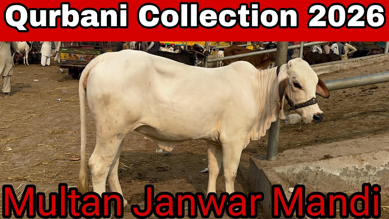 2026,27 Qurbani Collection In Multan Janwar Mandi @cowmandiupdates7 # ...