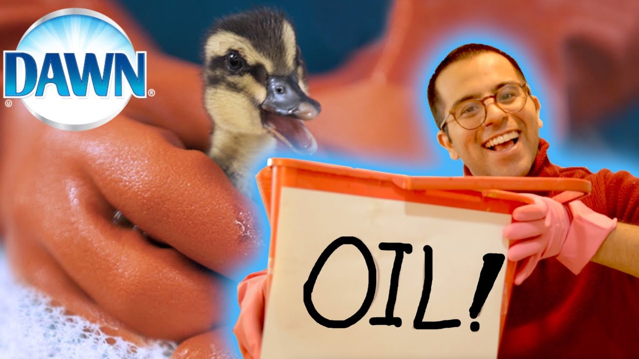 The Guy Who Oils Ducks For Dawn - YouTube