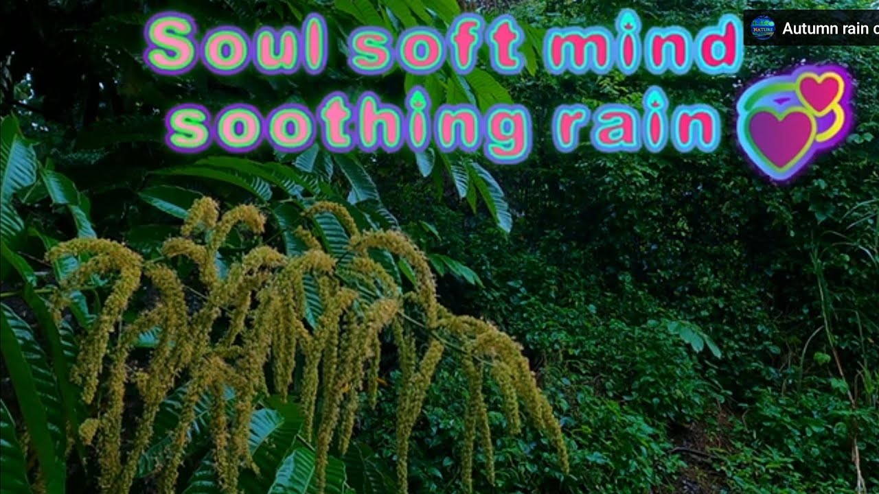 Rain season with soft rain drop | Rain Sounds for Sleeping & to help ...