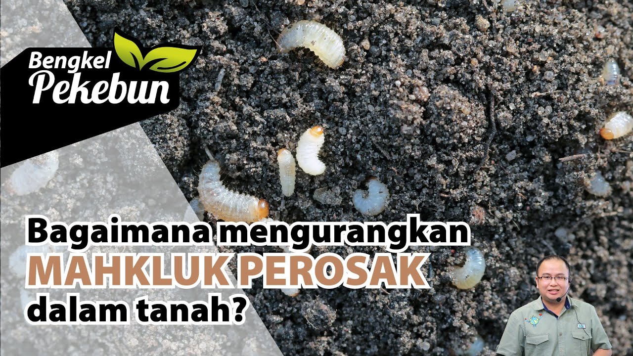 【Kawalan Serangga】3 cara organik hapuskan makhluk perosak dalam tanah ...