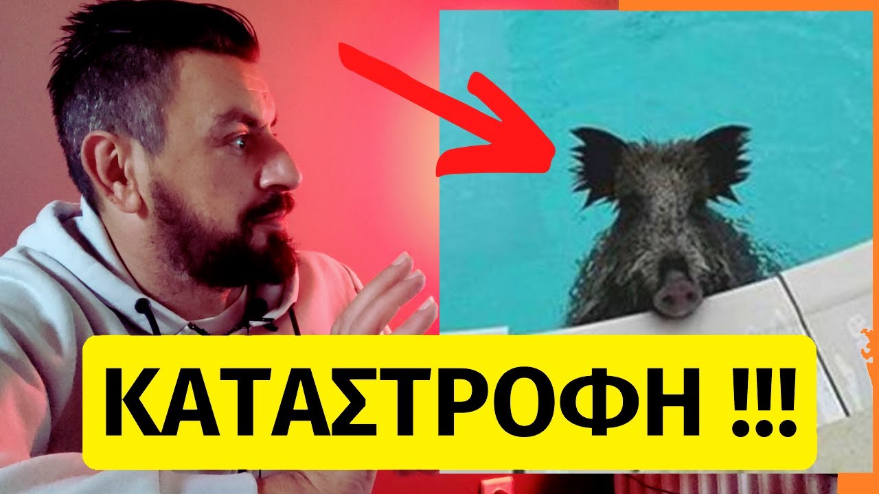 Αγριογούρουνα κατέβηκαν στις βίλες της Εκάλης ! - YouTube