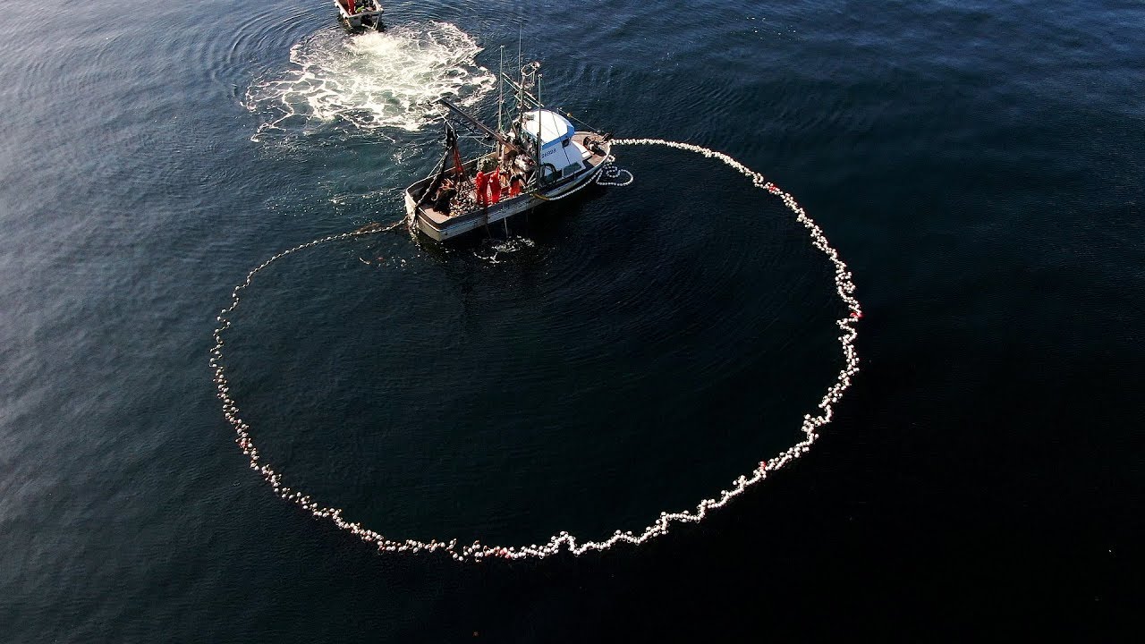 Salmon Seining - View from Up Top! - YouTube