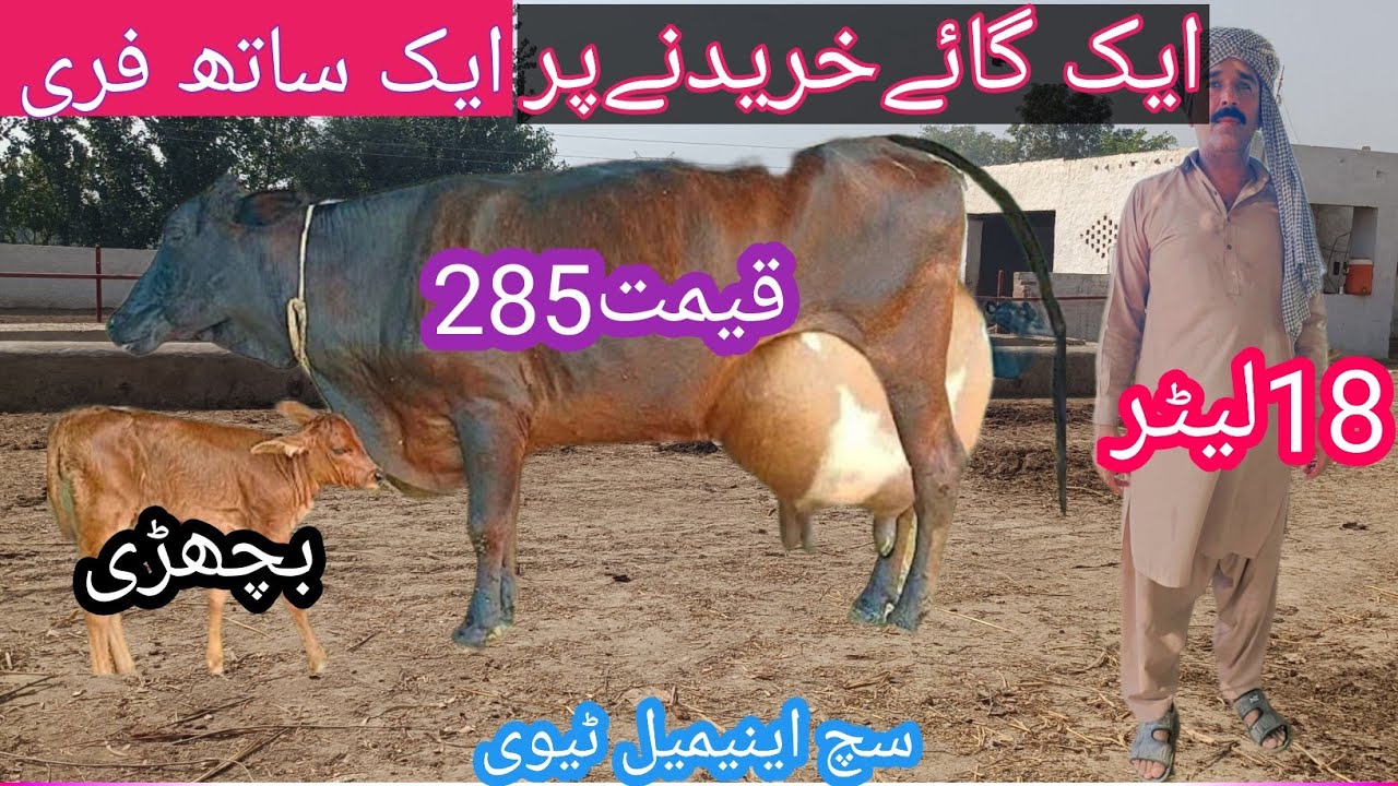 03466152628 | Top Pakistani cow breed | cholistani cow | sahiwal cow ...