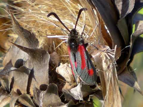 INSECT - UNKNOWN - ONBEKEND - YouTube