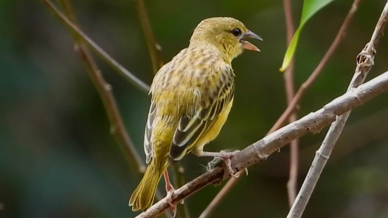 Female GOLDEN-BACKED WEAVER resting & preening, Singapore - YouTube
