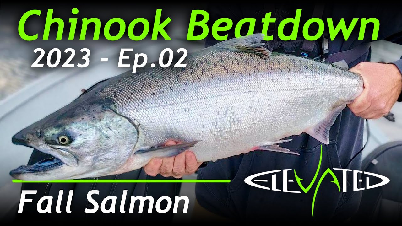 Chinook Beatdown! | Oregon Fall Salmon 2023 | Ep.02 - YouTube
