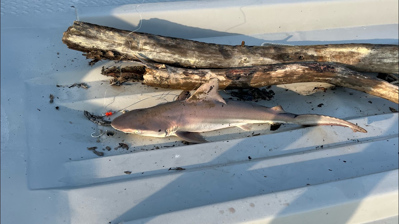 Steve fishing Live Stream - YouTube