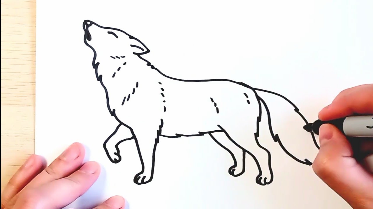 How to draw a wolf in 1 minute! Real time! - YouTube