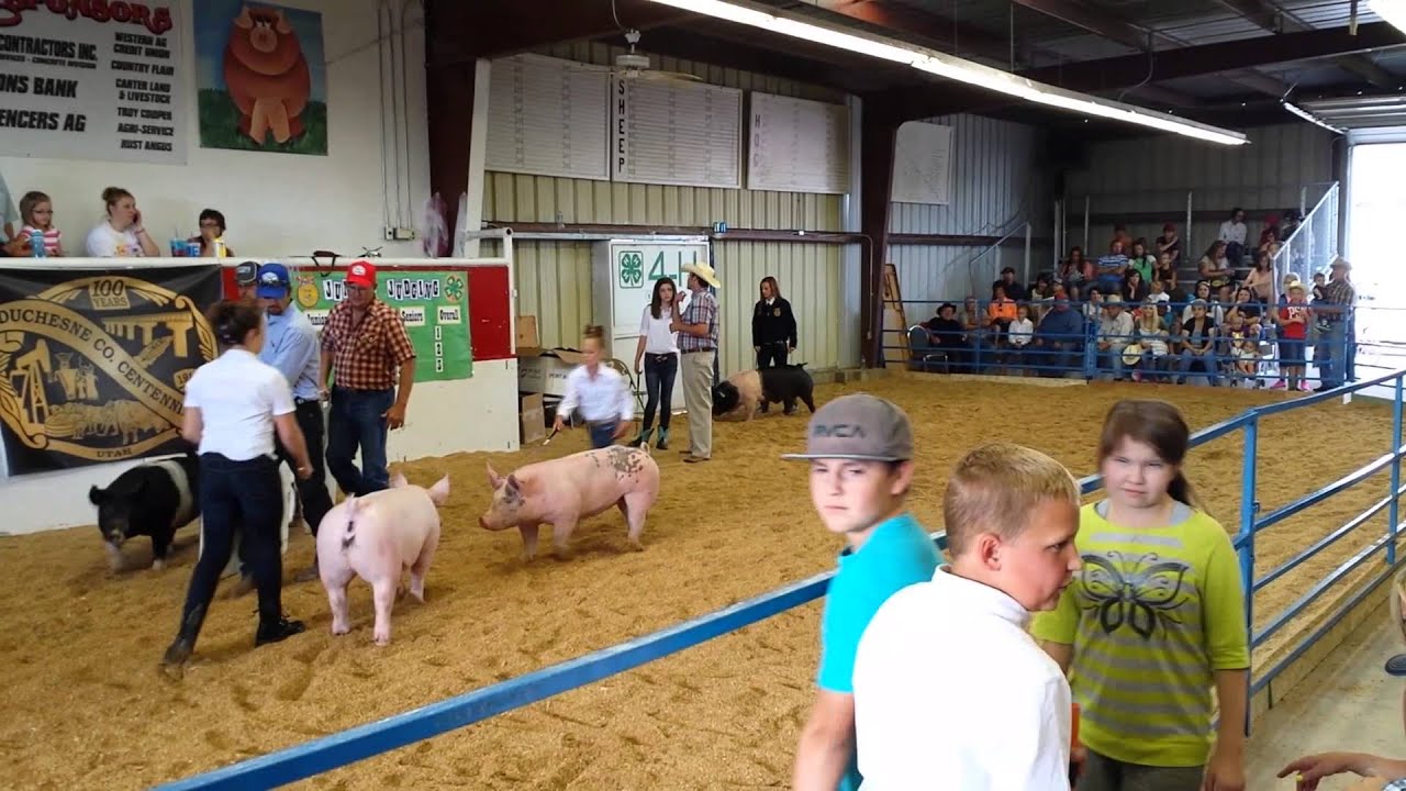 Ally 1st in Hog class 251lb gilt - YouTube