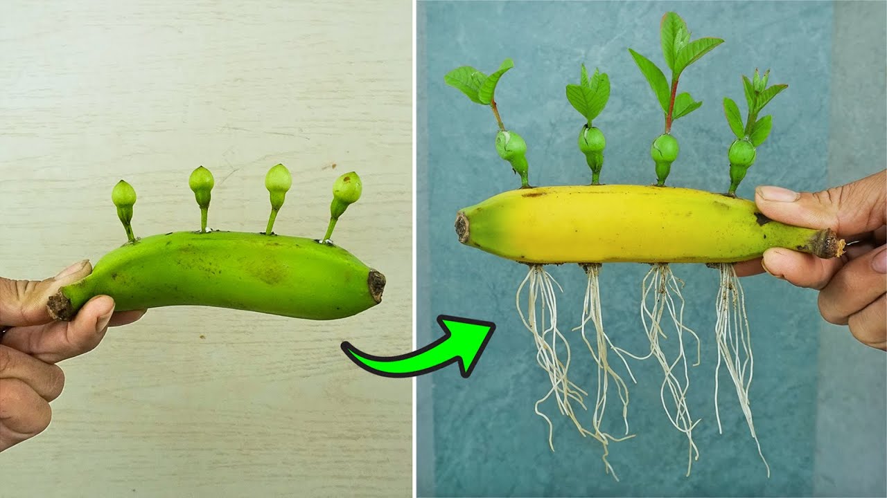 How to propagate guava from the best buds, excellent guava growing ...