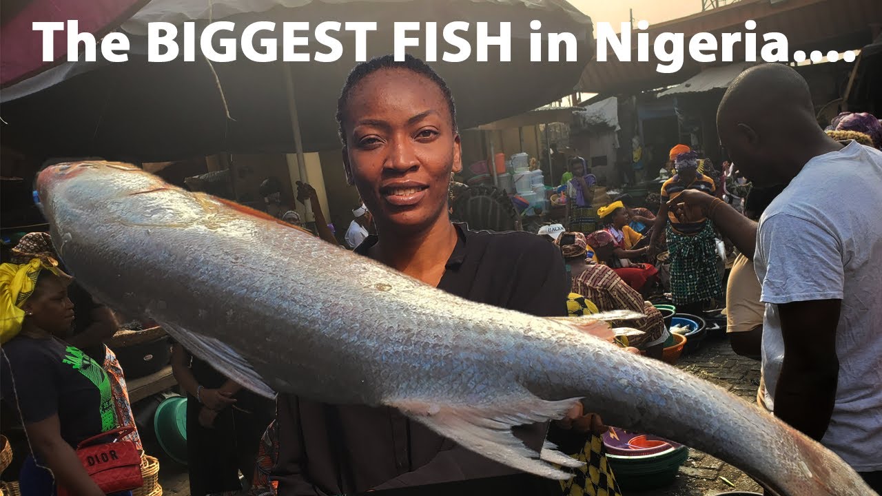 I Saw the Largest Fish at the Biggest Seafood Market in Lagos Nigeria ...