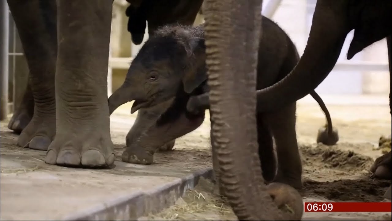Baby elephant takes first steps (fun story) (Belgium) - BBC News - 9th ...