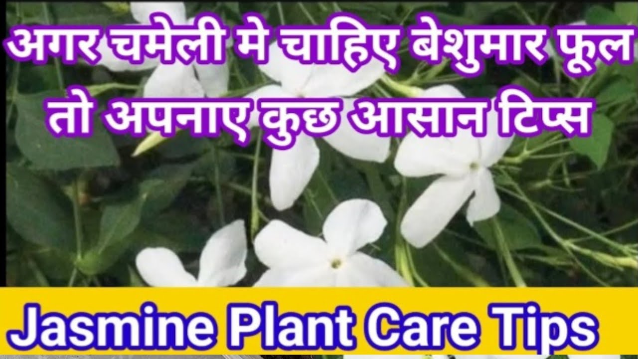 चमेली मे फूल ना आए तो क्या करें|| How to grow and care Chameli/Jasmine ...