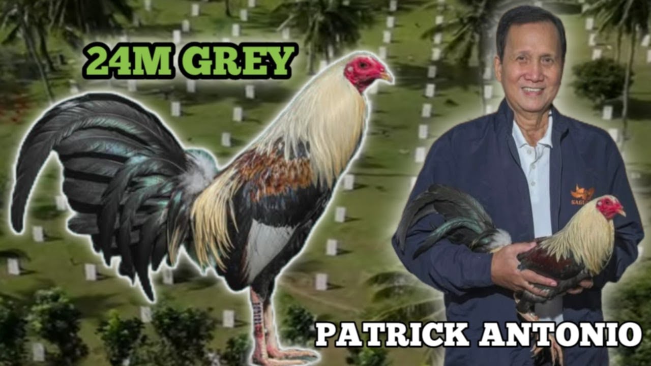 PATRICK ANTONIO - 24M GREY SIKAT NA SIKAT! - WORLD GAMEFOWL EXPO 2025 ...