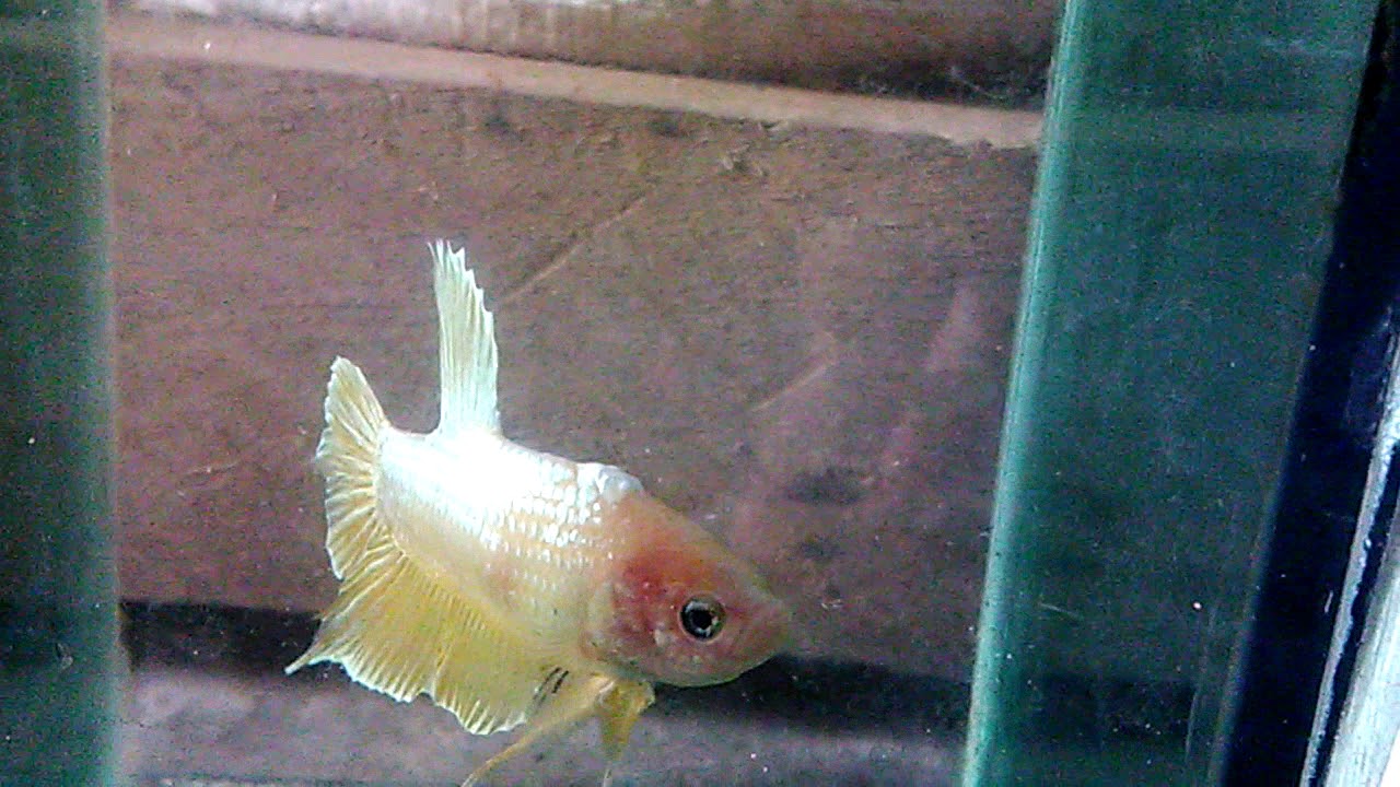 Cupang gold - YouTube