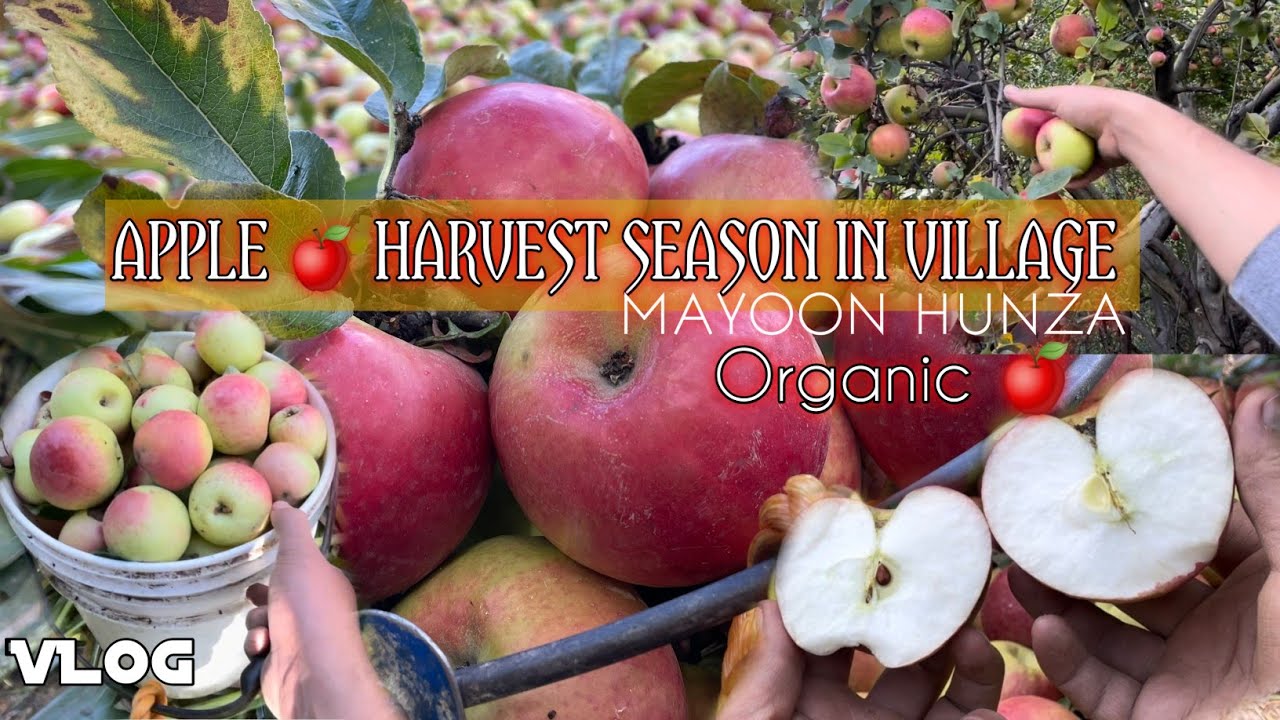 Life in Village Episode 5 Harvest Organic Hunza Apples #appleharvest # ...