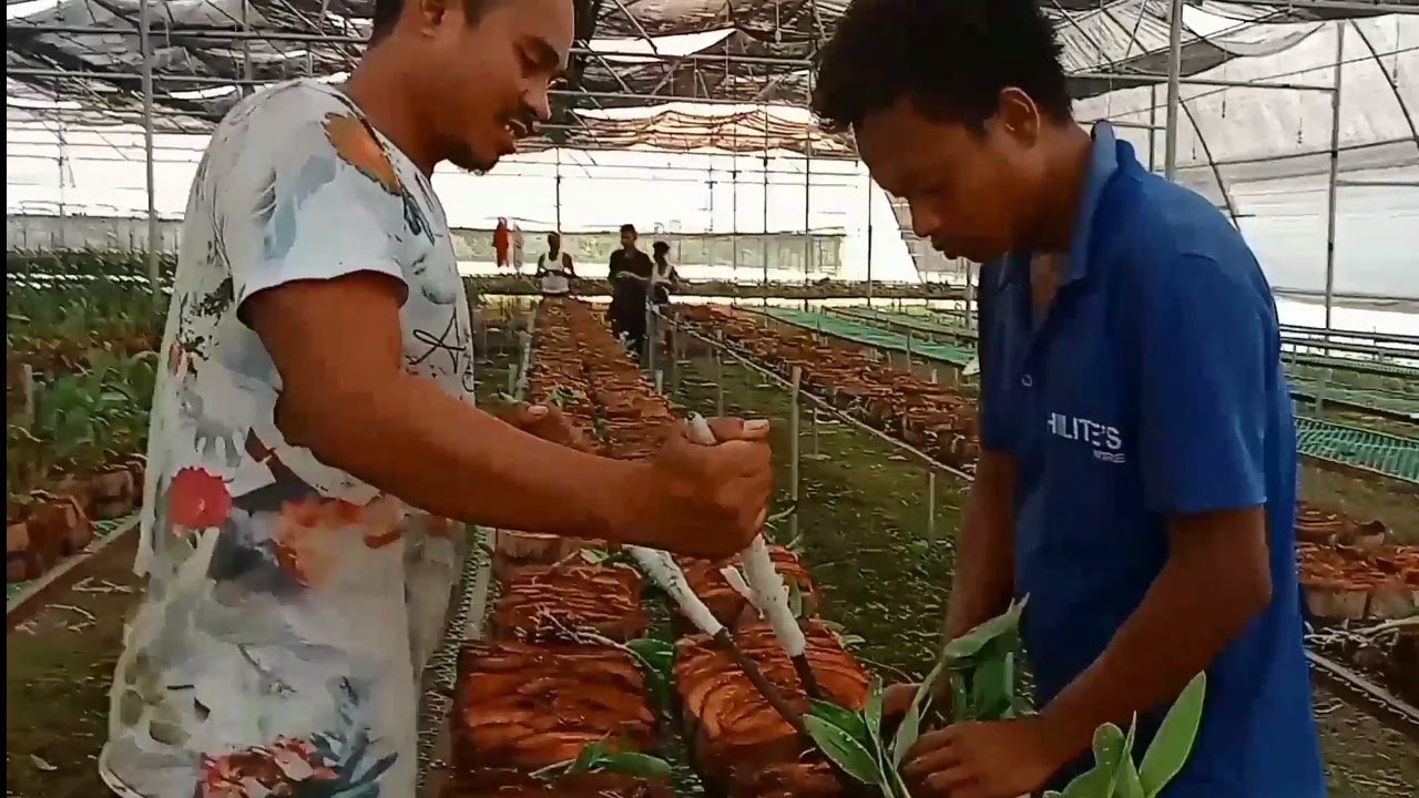 Full geani video. - YouTube