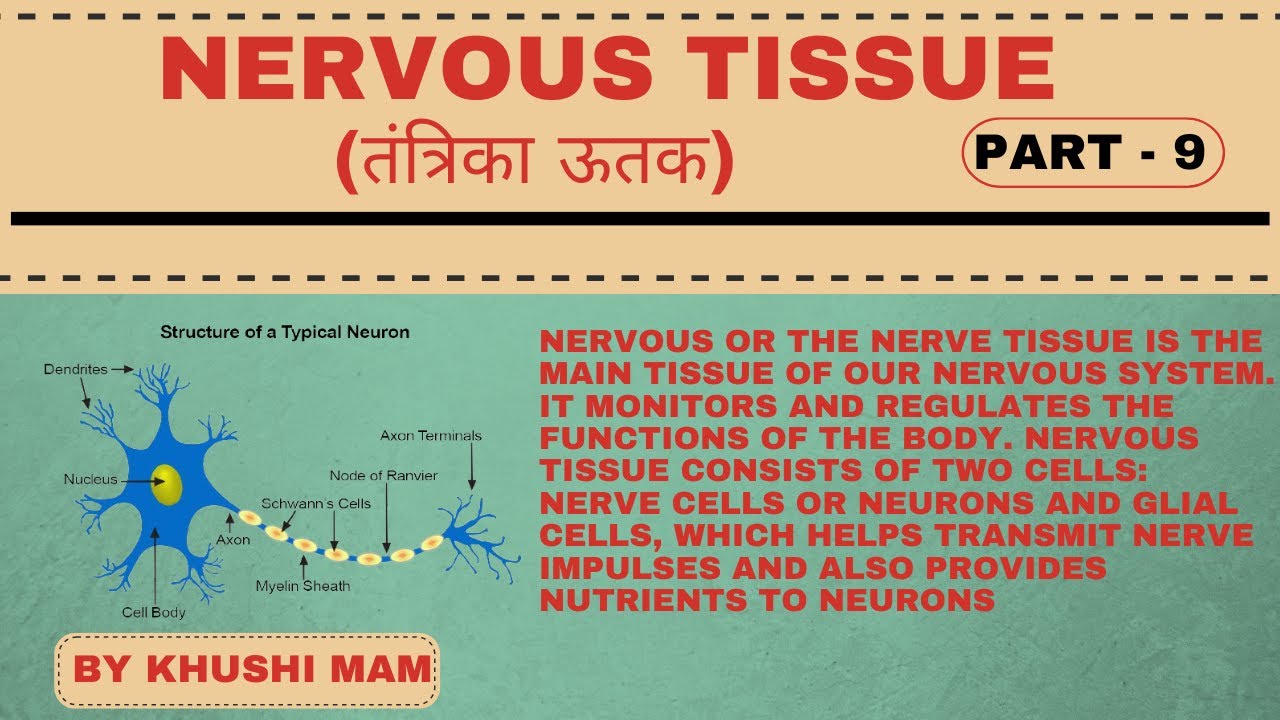 Ch - 2 Nervous Tissue | तंत्रिका ऊतक | Human NervousTissue | Class ...