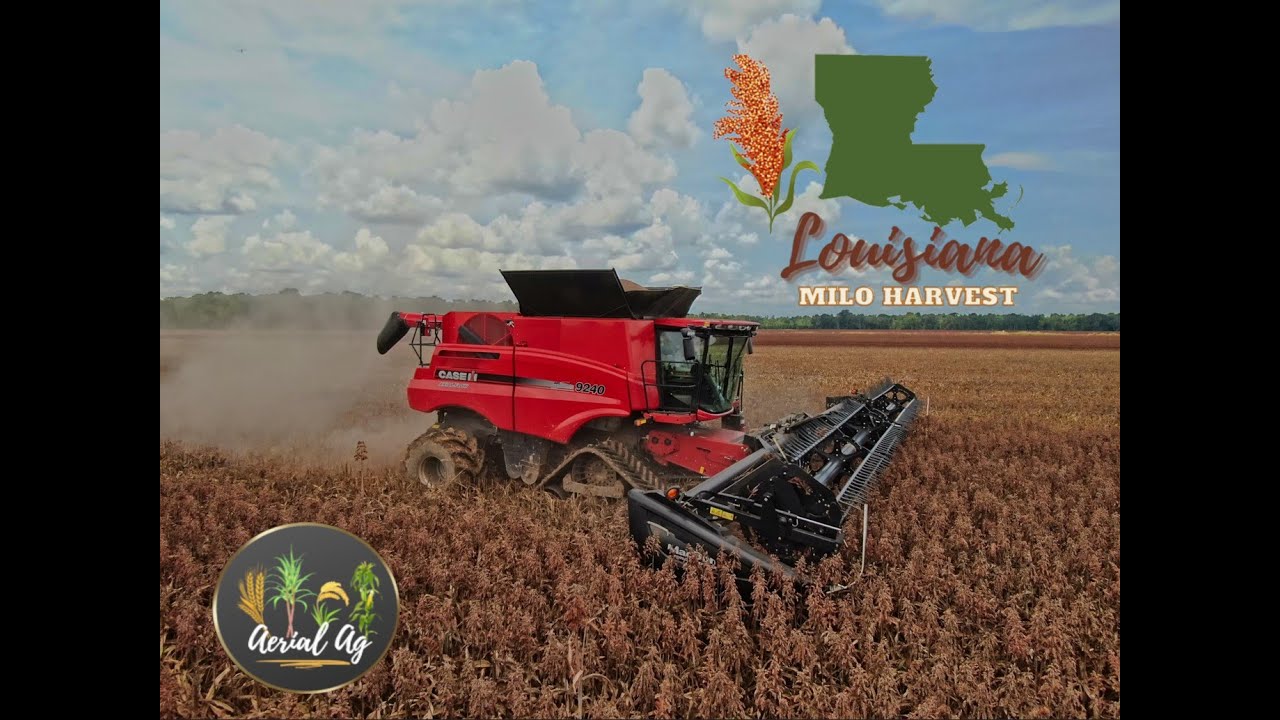 2021 Louisiana Milo Harvest 4K - YouTube
