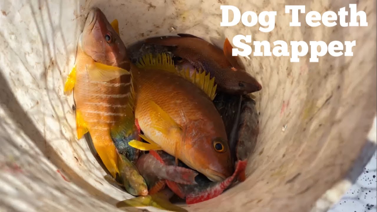 Fishpot fishing huge dog teeth Snappers & Parrot fish catch - YouTube