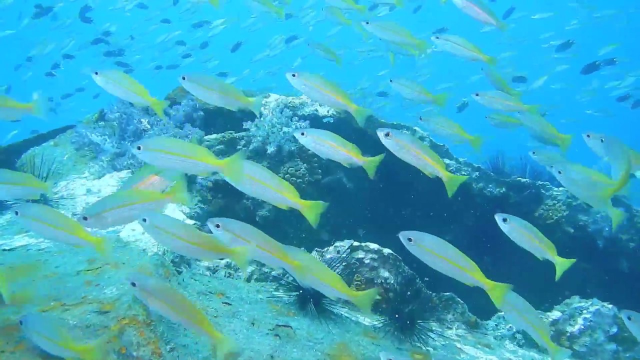 Phuket Diving 21 Mar 2017 King Cruiser wreck, Phuket HD 1080p - YouTube