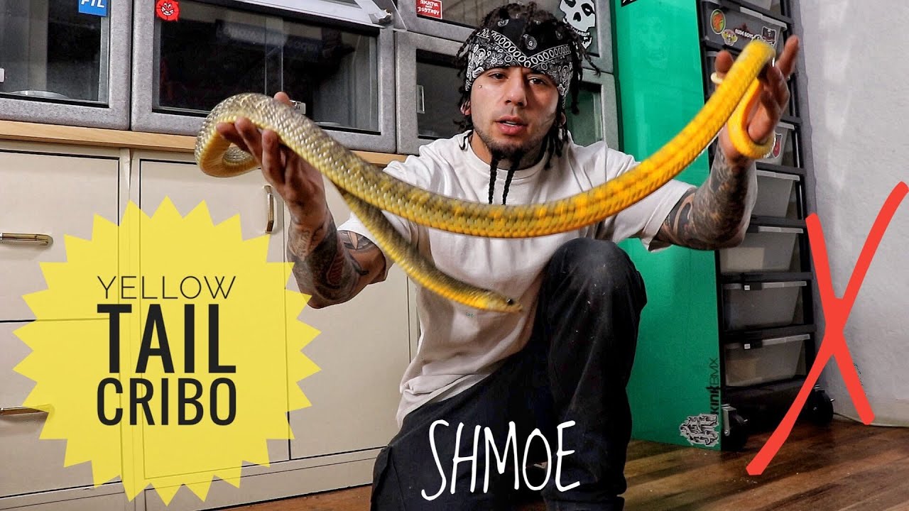 YELLOW TAIL CRIBO OR BLACK TAIL CRIBO? - YouTube