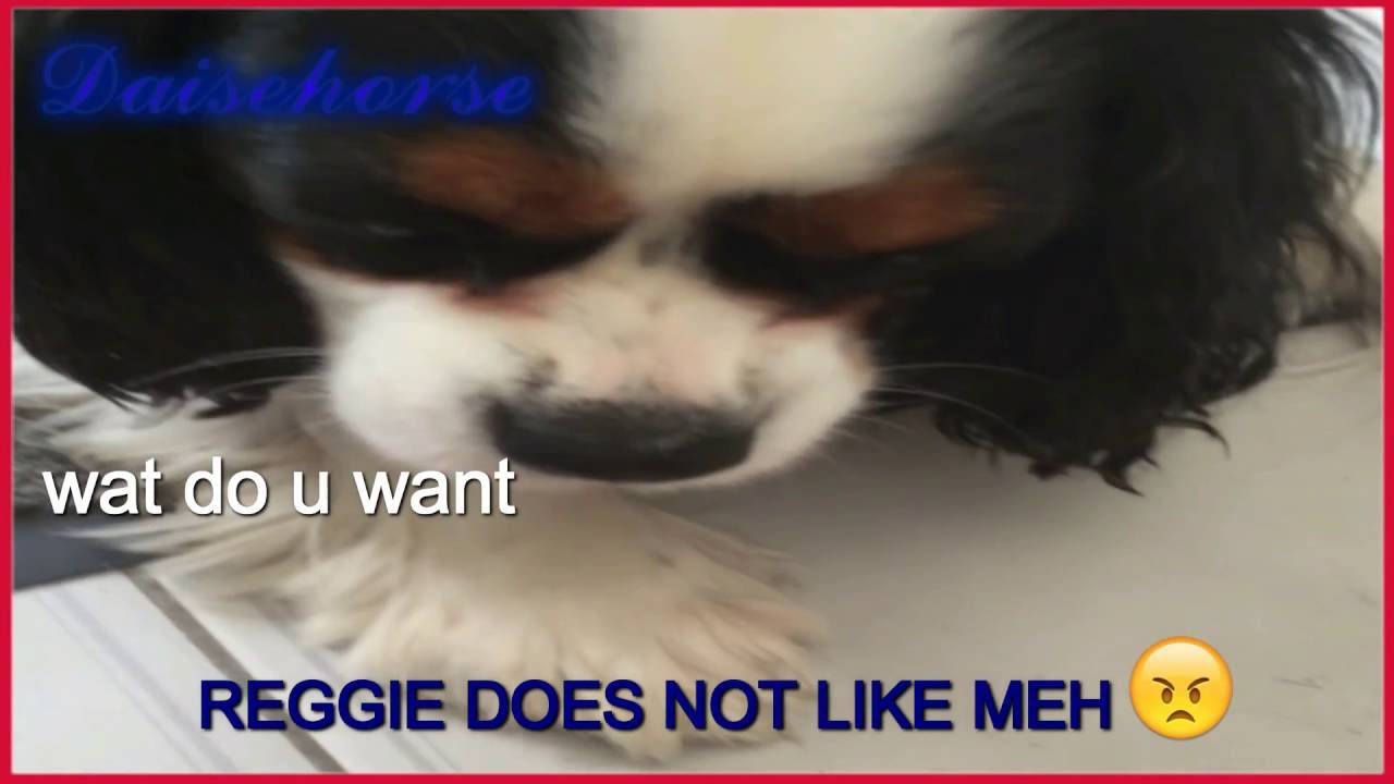 Reggie does not like meh - YouTube