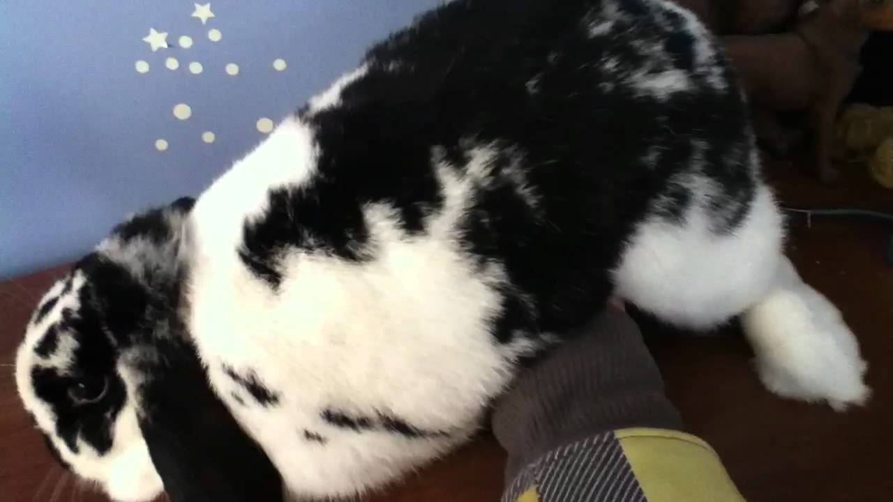 How To Palpate A Pregnant Rabbit - YouTube