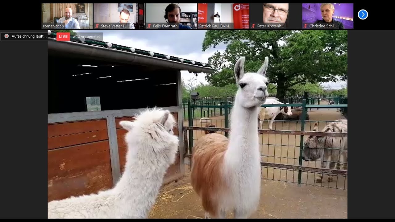 Lama Cinderella beim Business Speed Dating - YouTube