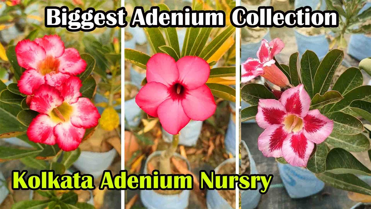 Adenium nursery Horticulture king kolkata grafted adenium 9038556677 ...