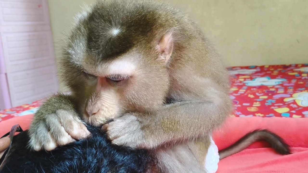 ASMR Monkey Grooming Dandruff So Touching! - YouTube