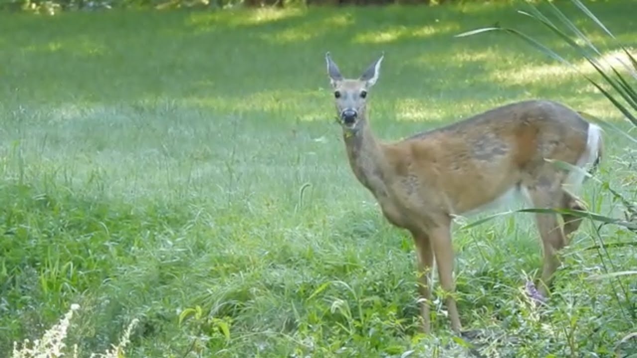 Cute grazing whitetail deer and does one have a limp? - YouTube