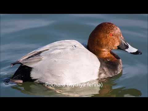 Chamariz, Señuelo, Zarro comum, Aythya Ferina, Porrón Común - YouTube