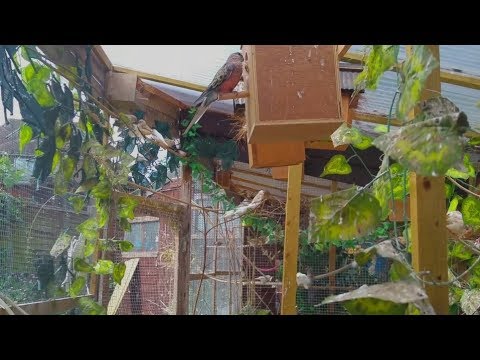 My Aviaries Today Special - Best Moments From 2017 - Finches, Doves ...