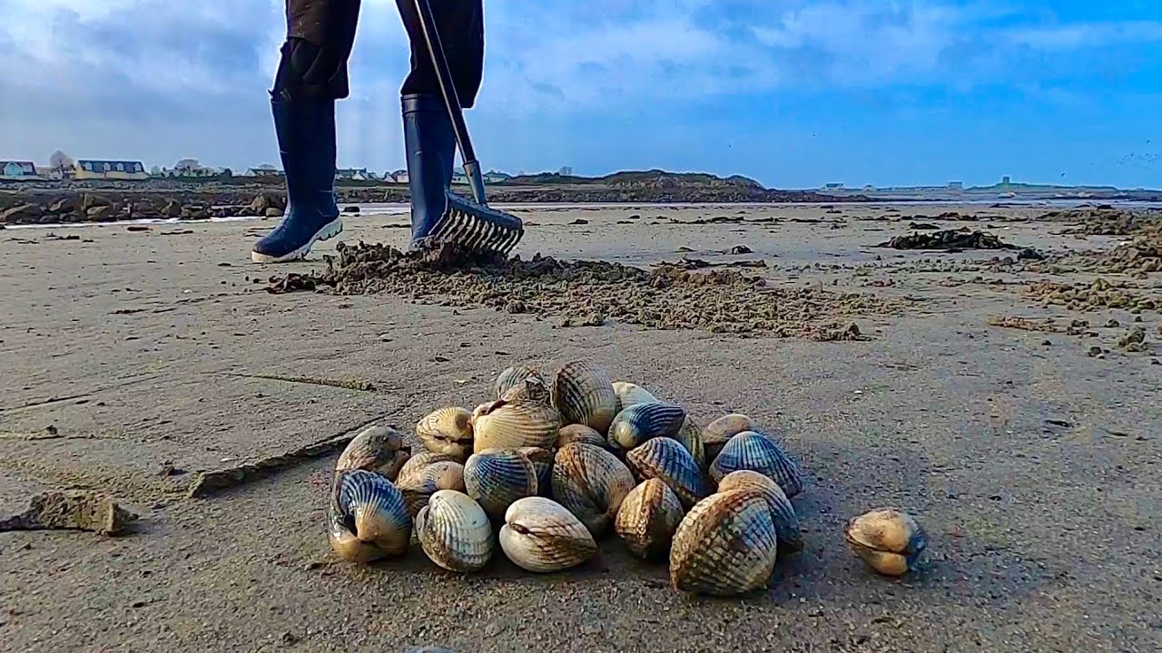 COASTAL FORAGING - Big Cockles , Delicious Catch and cook - YouTube
