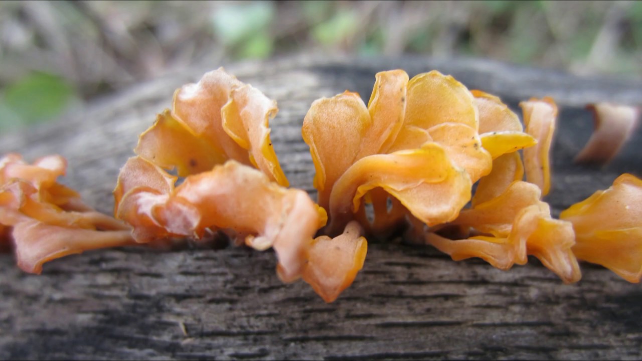 Yellow Jelly Fungus | Witches' Butter | Tremella Mesenterica Before and ...