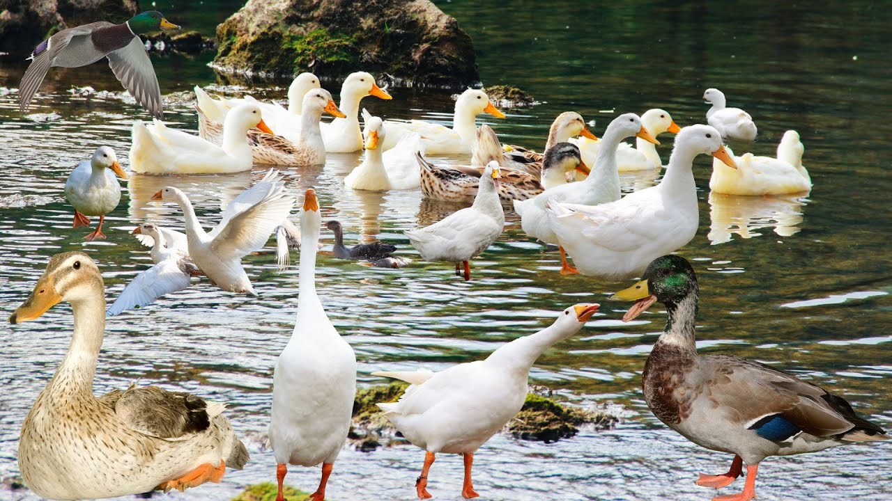 Cute Duck Sound | Cute Ducks Walking | Ducks Quacking on a River | Duck ...
