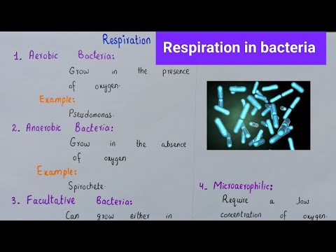 Respiration in bacteria | class 11 - YouTube