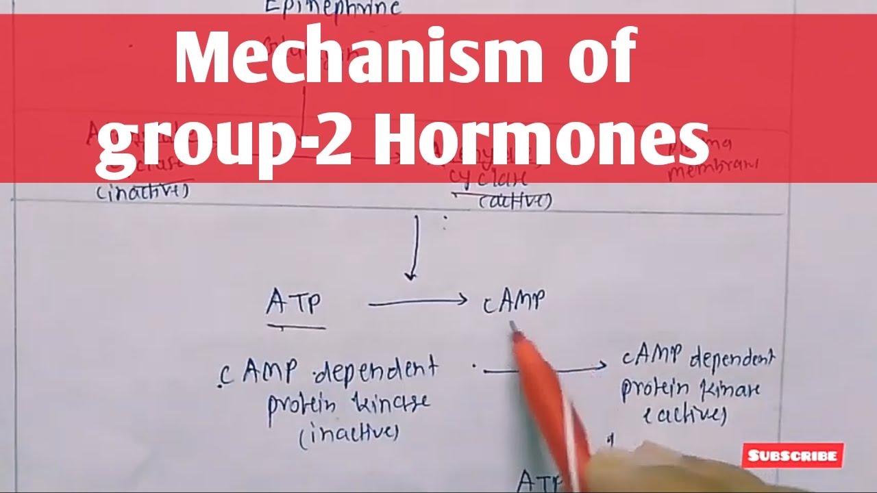 Mechanism of action of group- 2 Hormones | mechanism of action ...