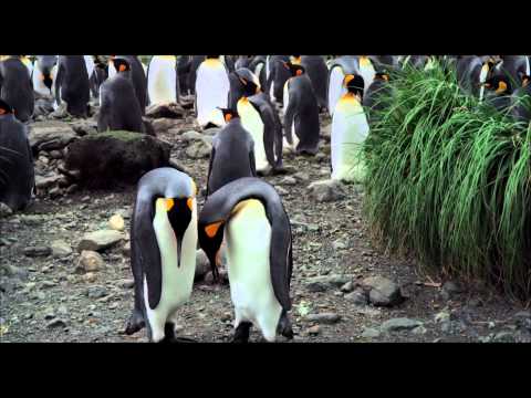 Penguen Kral (The Penguin King) / Orijinal Fragman