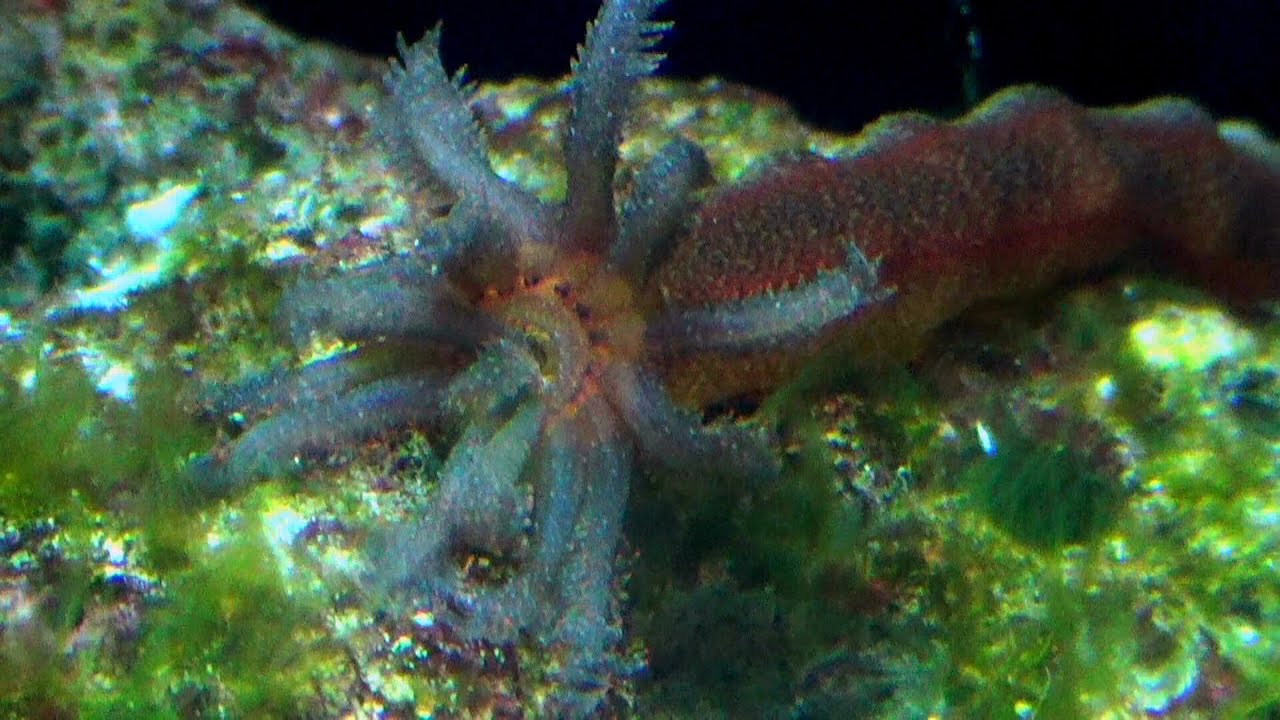 Madusa Worm - Awsome sea animals - YouTube