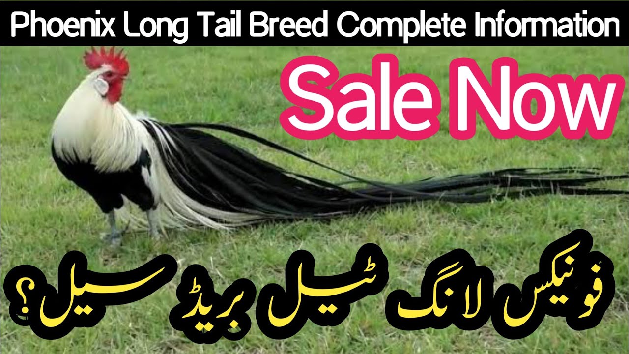Phoenix Long Tail Chicken Breed | Phoenix Breed Sale | فونیکس بریڈ مکمل ...