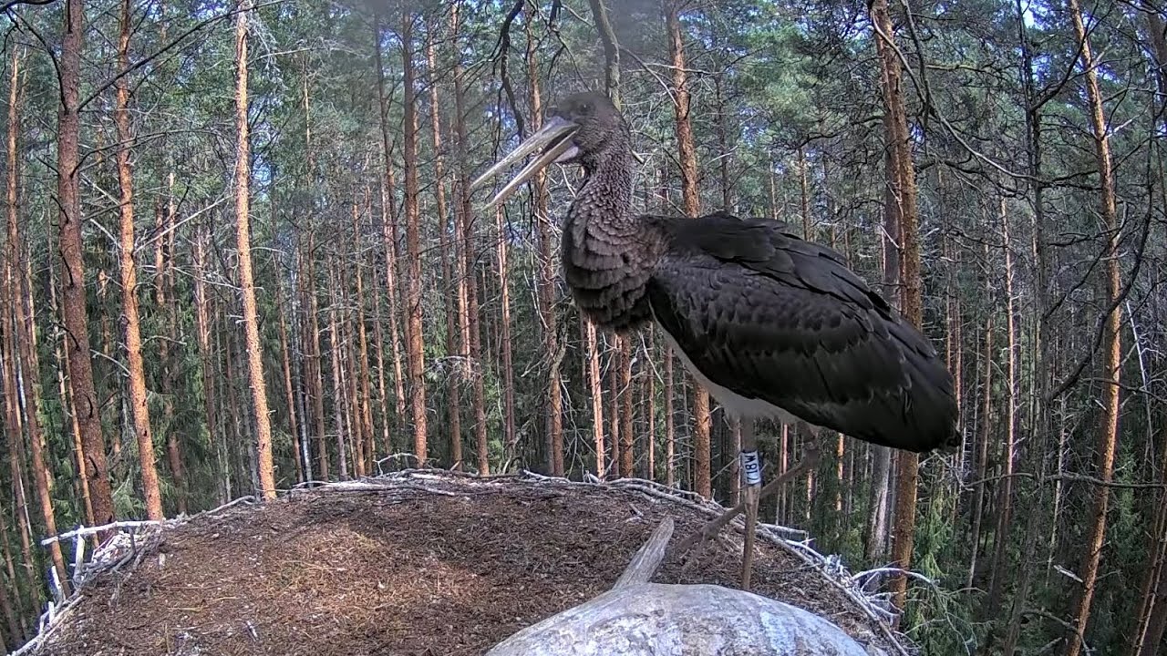 Must-toonekurg:: Wabas last visit to the nest, Waba flies away🥲 ️ 28/08 ...