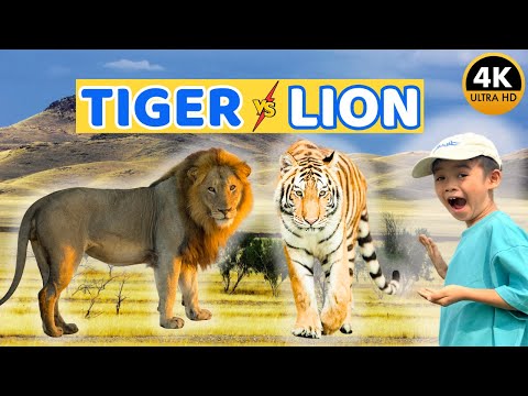 Tiger vs Lion: What's the Difference? | Who is Stronger? | Fun Animal Adventure for Kids