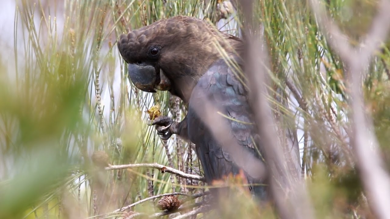 Help our native birds survive this summer | Donate to BirdLife ...