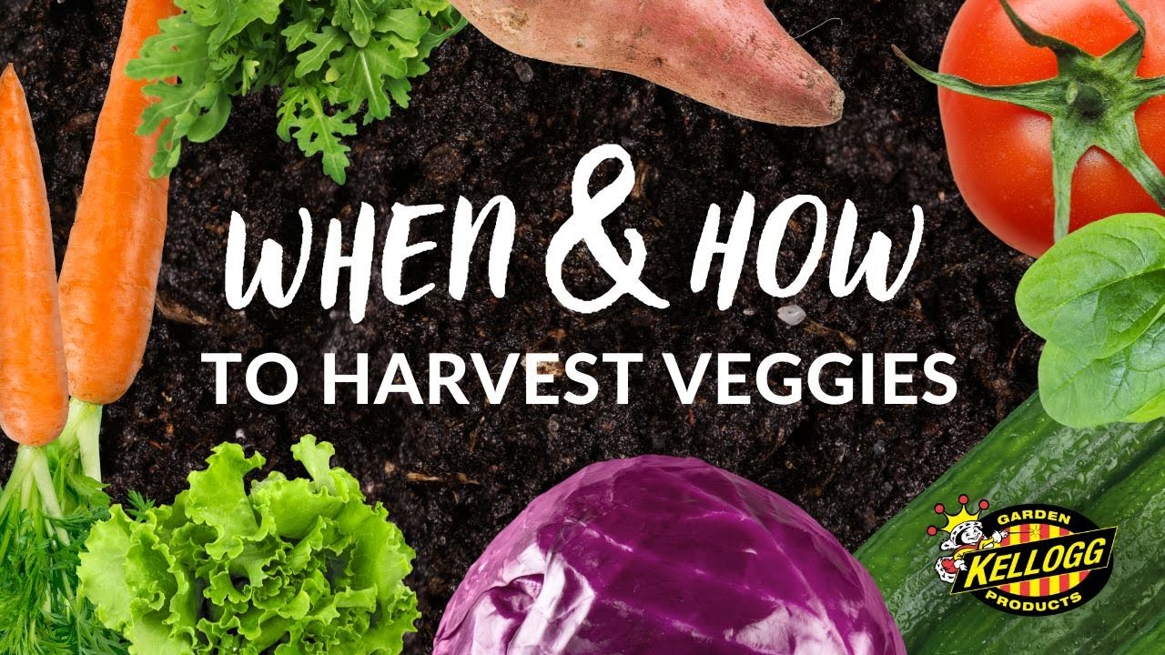When and How to Harvest Your Favorite Veggies - YouTube