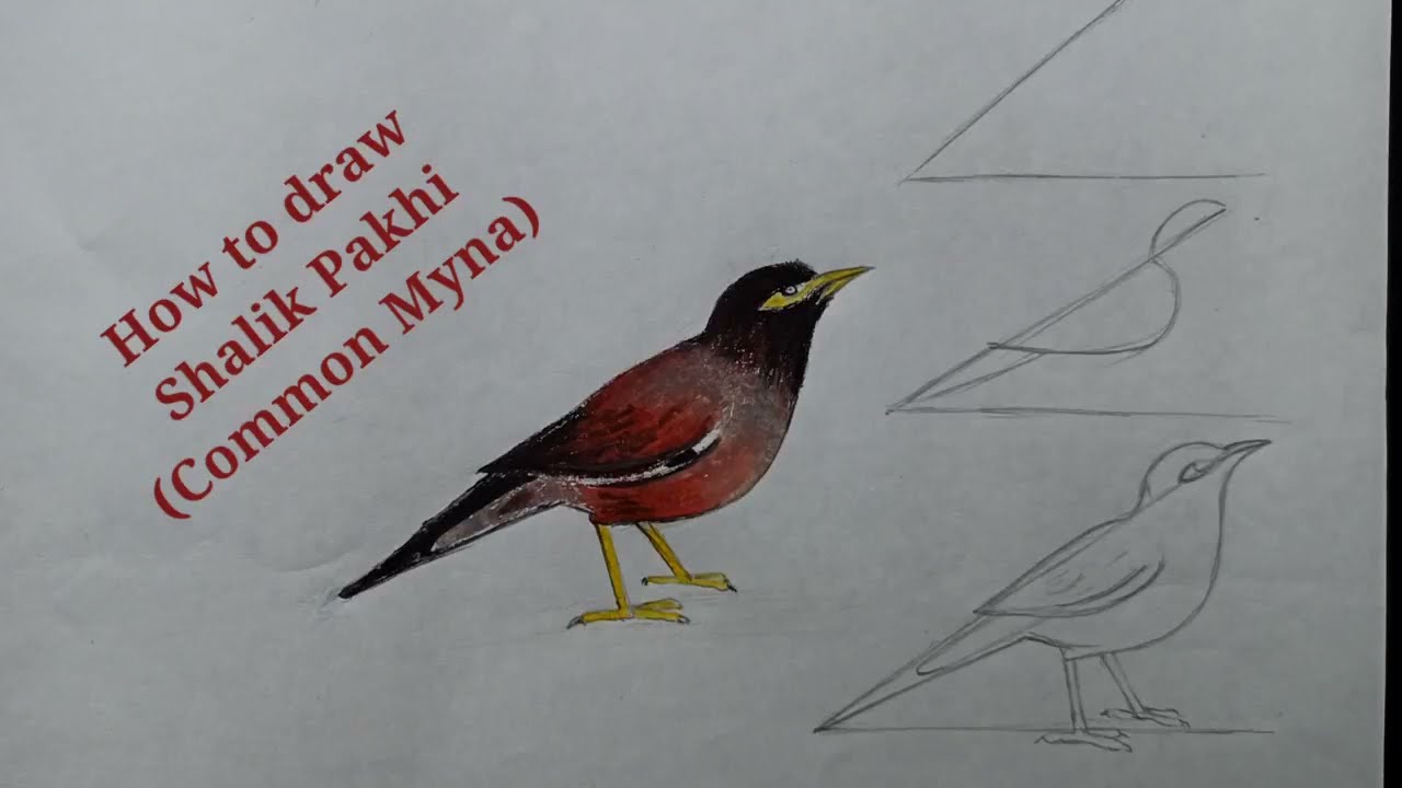 শালিক পাখি আঁকা ||How to draw Shalik Pakhi ( Common Myna) - YouTube