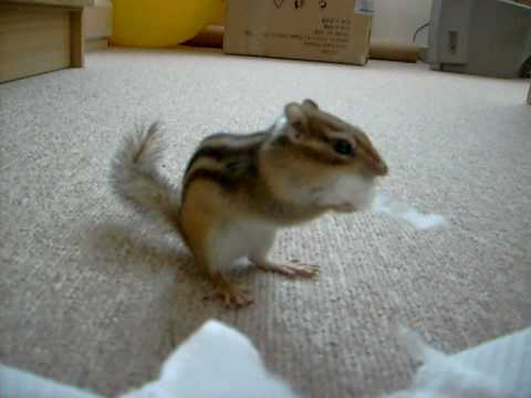 Burunduk - A že se mi tam vejdou ty papírový ubrousky všechny :D