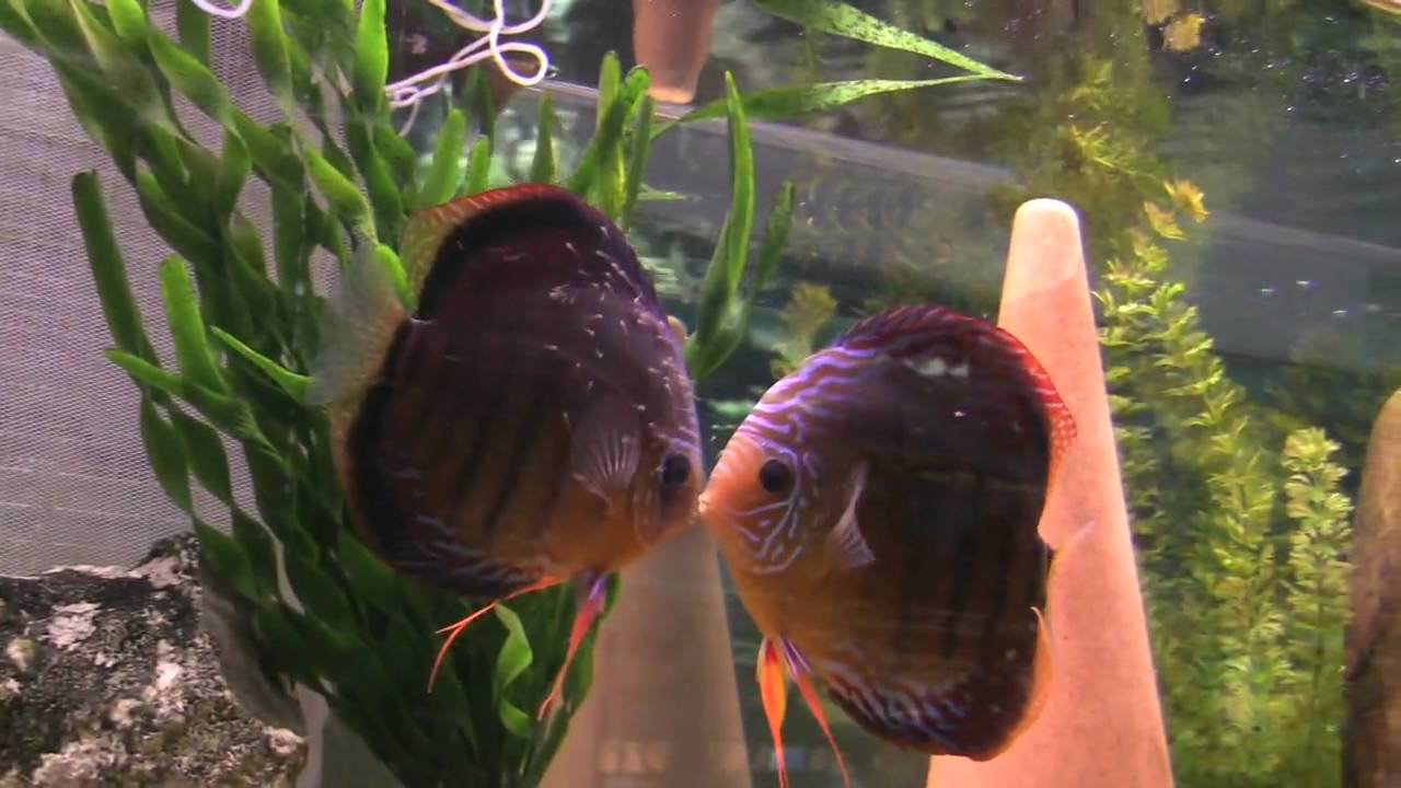 Discus Fish Babbies- just born 0 weeks old - YouTube