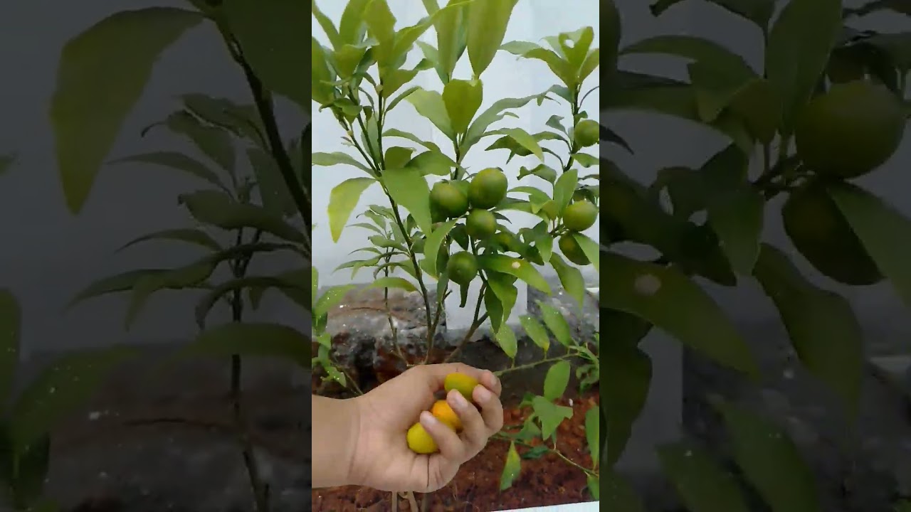 Gifts of our garden @Capt Binoy Varakil - YouTube